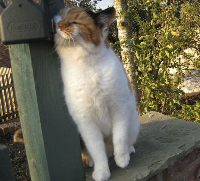 Cats Mark Their Territory Pet Samaritans Cats Mark Their Territory Pet Samaritans