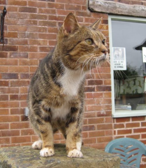 Pray for a poorly cat - Pet Samaritans