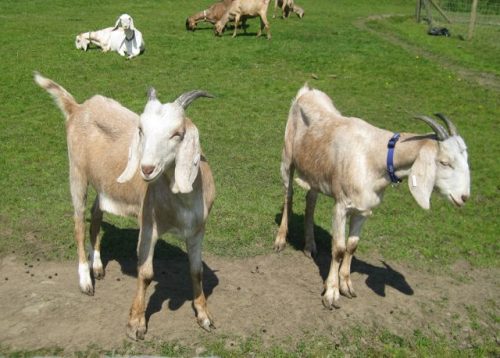 Goat Keeping - A Guide To Looking After Goats