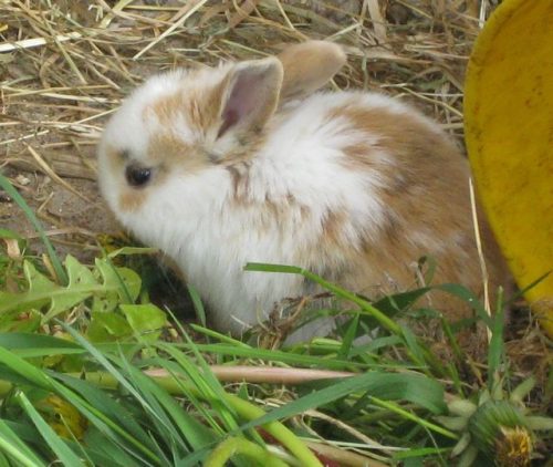 Baby rabbits for adoption - Pet Samaritans