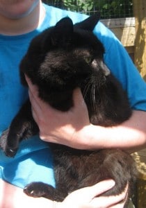 Tupac is a cat with character - Pet Samaritans