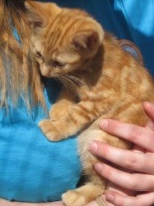 Ginger kitten ready for adoption - Pet Samaritans