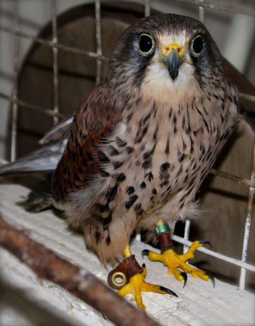Caring for a Kestrel - Pet Samaritans