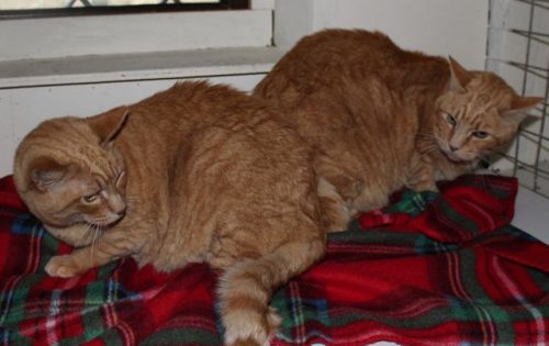 Home alone sister cats - Pet Samaritans