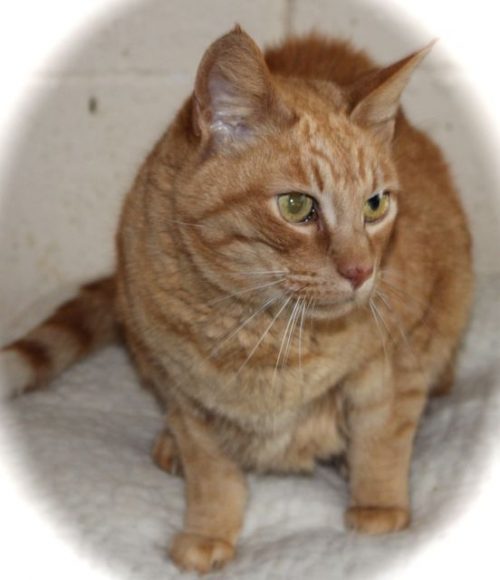 Ginger lady cat for adoption - Pet Samaritans