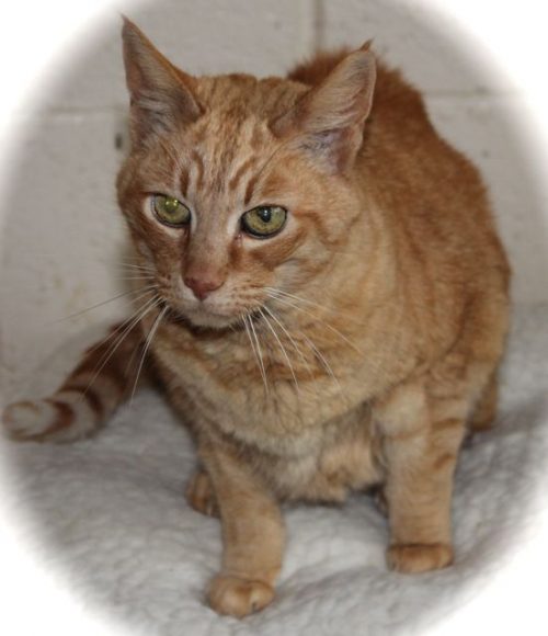 Ginger lady cat for adoption - Pet Samaritans