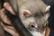 Pet Samaritans Animal Sanctuary