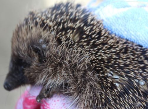 Poorly, thin hedgehog - Pet Samaritans