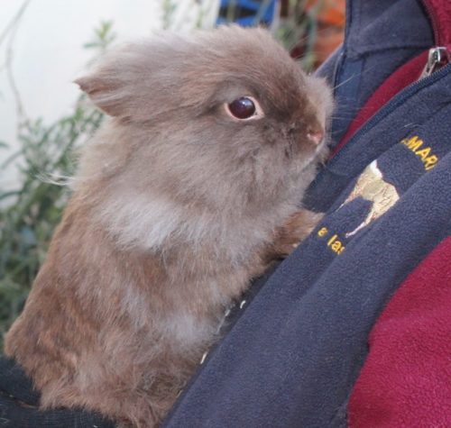 Mini rabbit with lovely colour and sweet nature - Pet Samaritans
