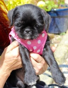 Pet Adoptions and Rehoming Service in Derbyshire - Pet Samaritans