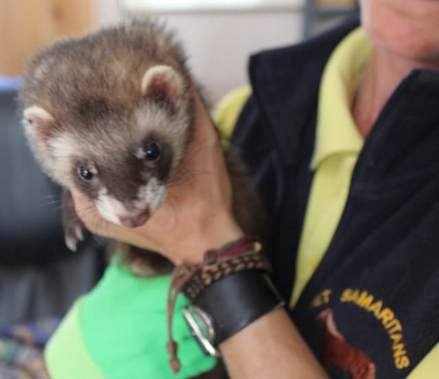 Friendly ferret looking for a home - Pet Samaritans