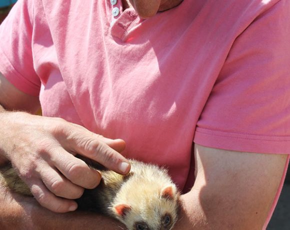 Safe at Last Animal Sanctuary & Wildlife Rescue