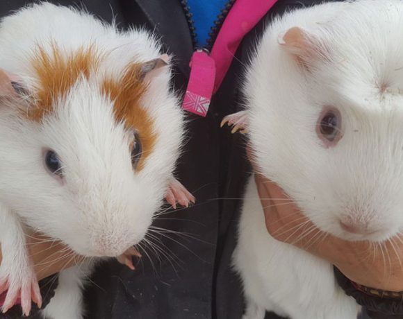 Safe at Last Animal Sanctuary & Wildlife Rescue