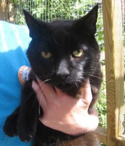 Pet Adoptions and Rehoming Service in Derbyshire - Pet Samaritans