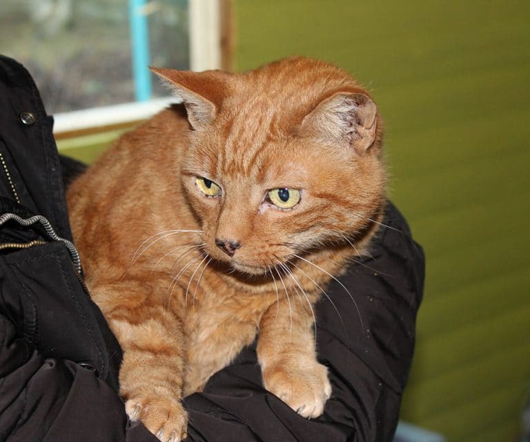 Pet Adoptions and Rehoming Service in Derbyshire - Pet Samaritans