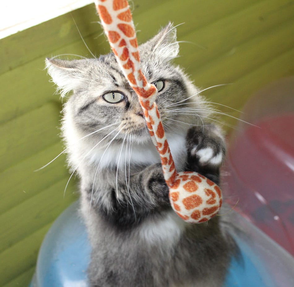 Pet Adoptions - Pet Samaritans
