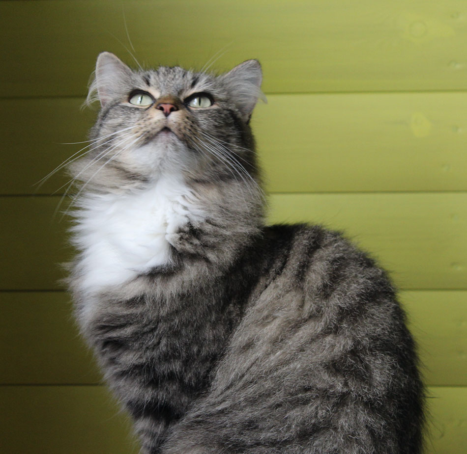 Pet Adoptions - Pet Samaritans