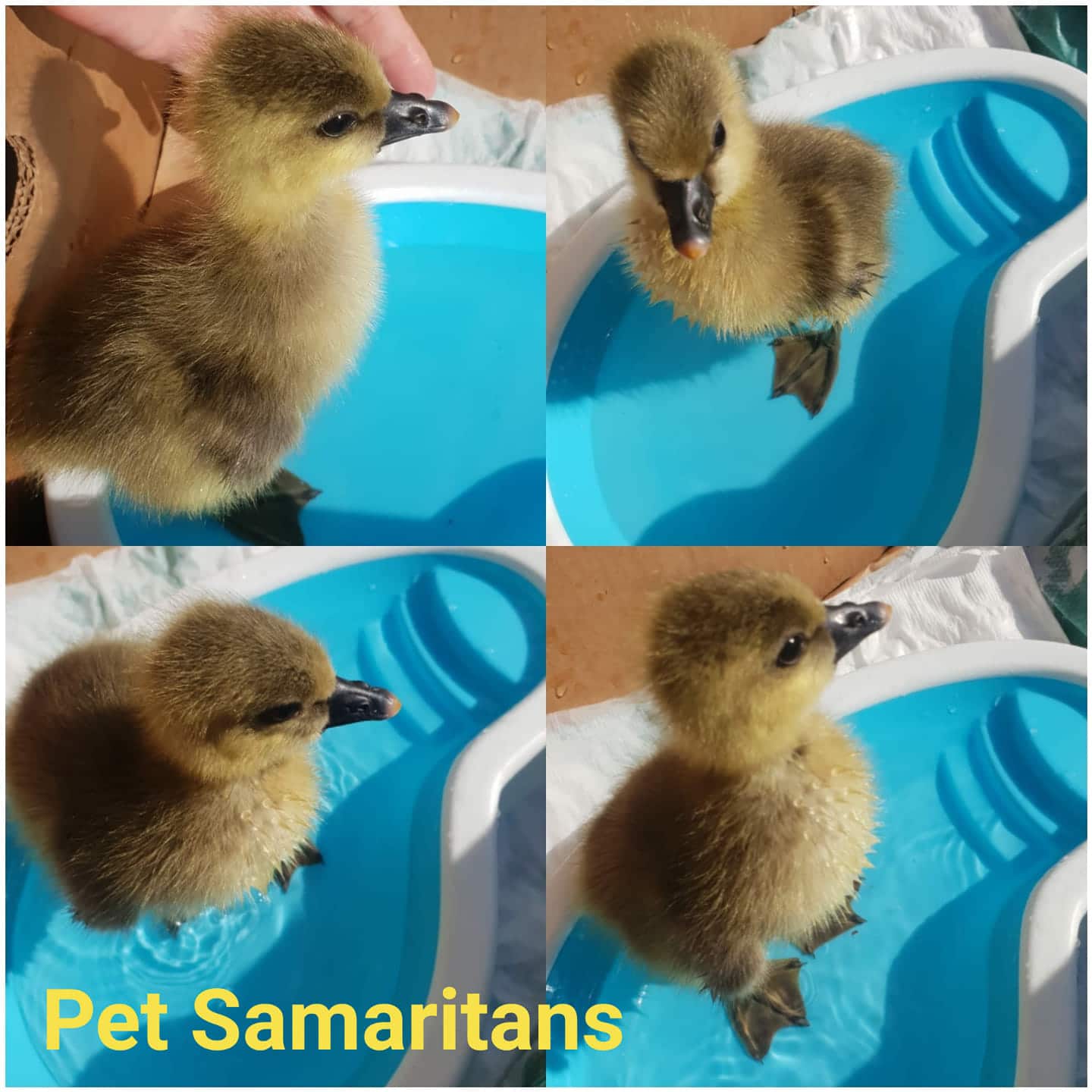 DUCKLING NEWS AT FIVE... - Pet Samaritans