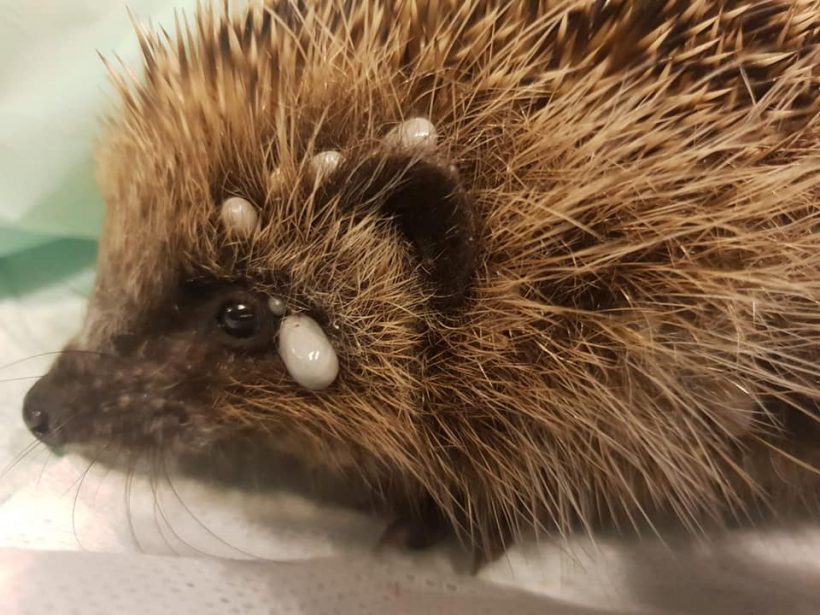 Hedgehog Awareness Week - Pet Samaritans