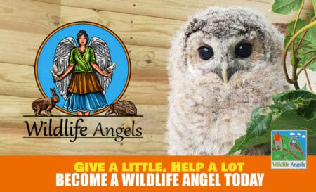 Animal Sanctuary & Wildlife Rescue with the Pet Samaritans