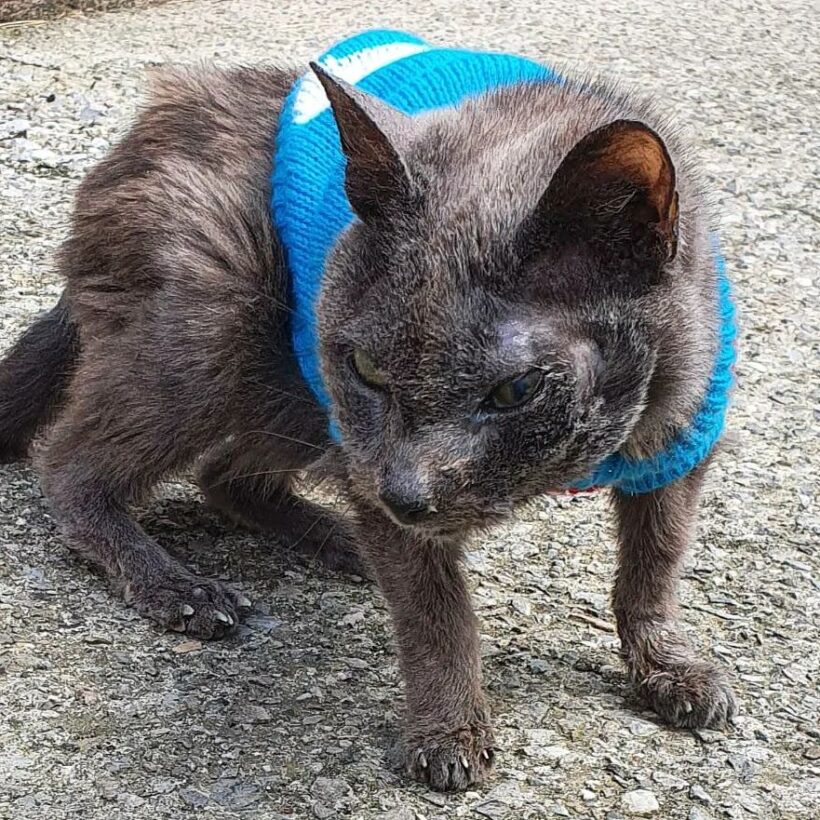 About The Petsamaritans - Pet Samaritans