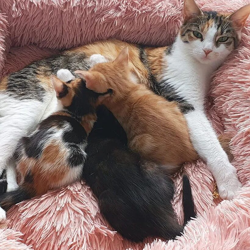 Sanctuary - Pet Samaritans Animal Sanctuary