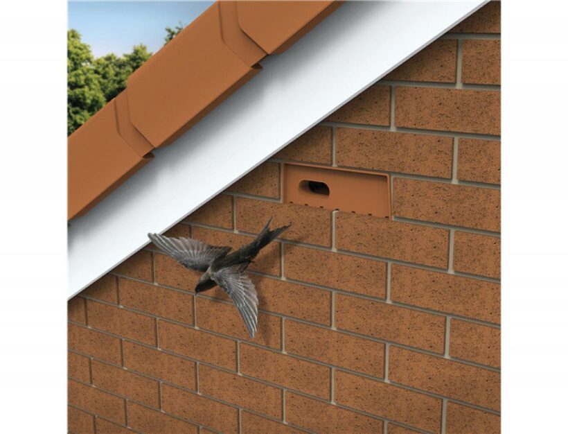 Our Swifts are eating more than 2,000 insects a day. - Pet Samaritans