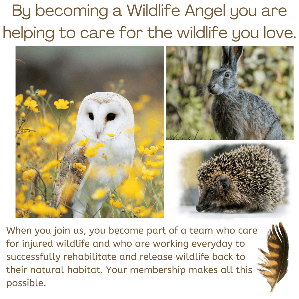 Wildlife Rescue with the Wildlife Angels