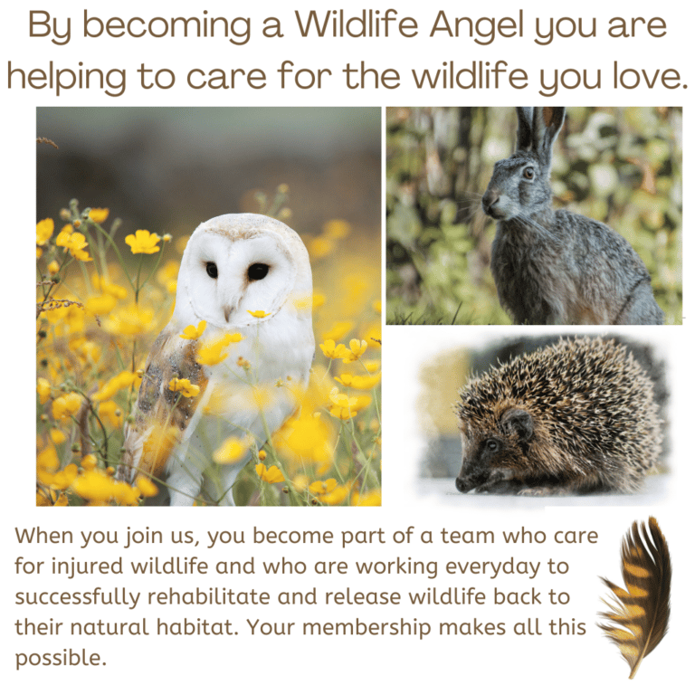 Wildlife Rescue with the Wildlife Angels