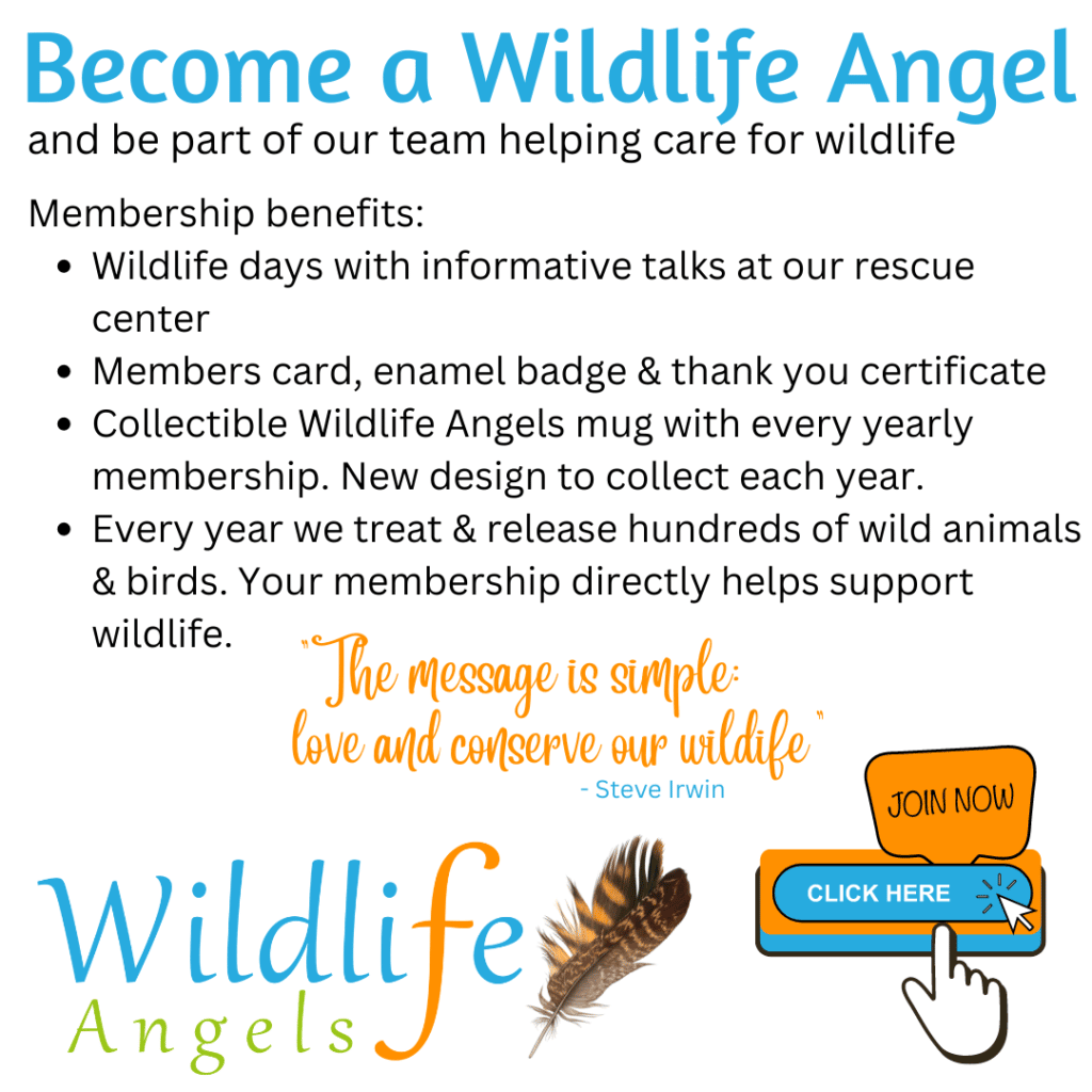 Animal Sanctuary & Wildlife Rescue with the Pet Samaritans