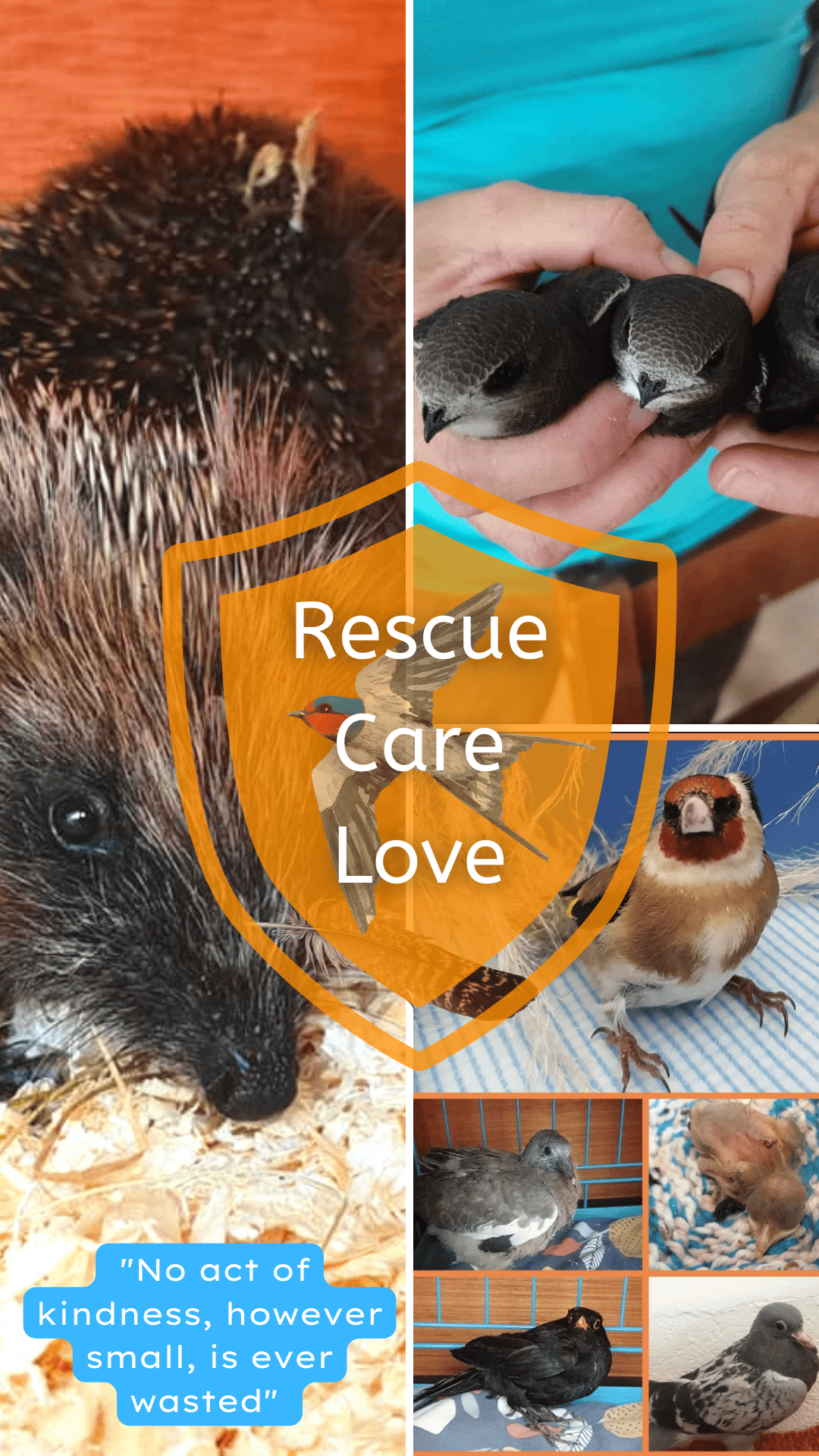 Wildlife Rescue with the Wildlife Angels