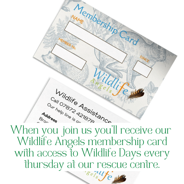 British Wildlife Rescue with the Wildlife Angels - Pet Samaritans