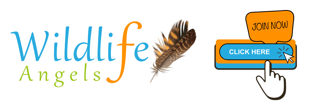 Wildlife Rescue with the Wildlife Angels