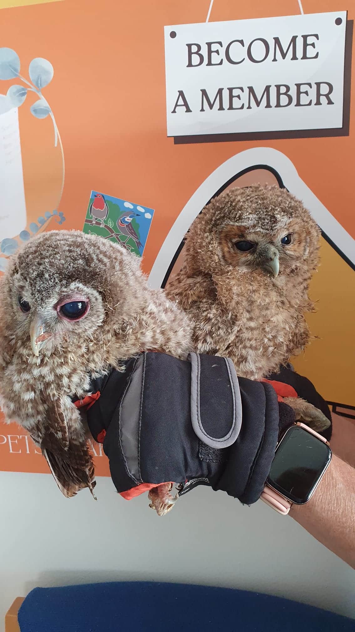 Animal Sanctuary goes quackers - Pet Samaritans