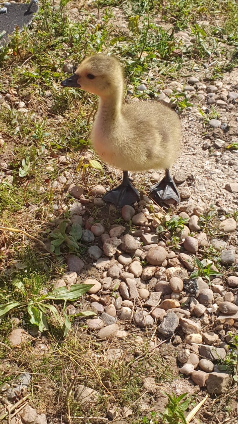 Animal Sanctuary goes quackers - Pet Samaritans