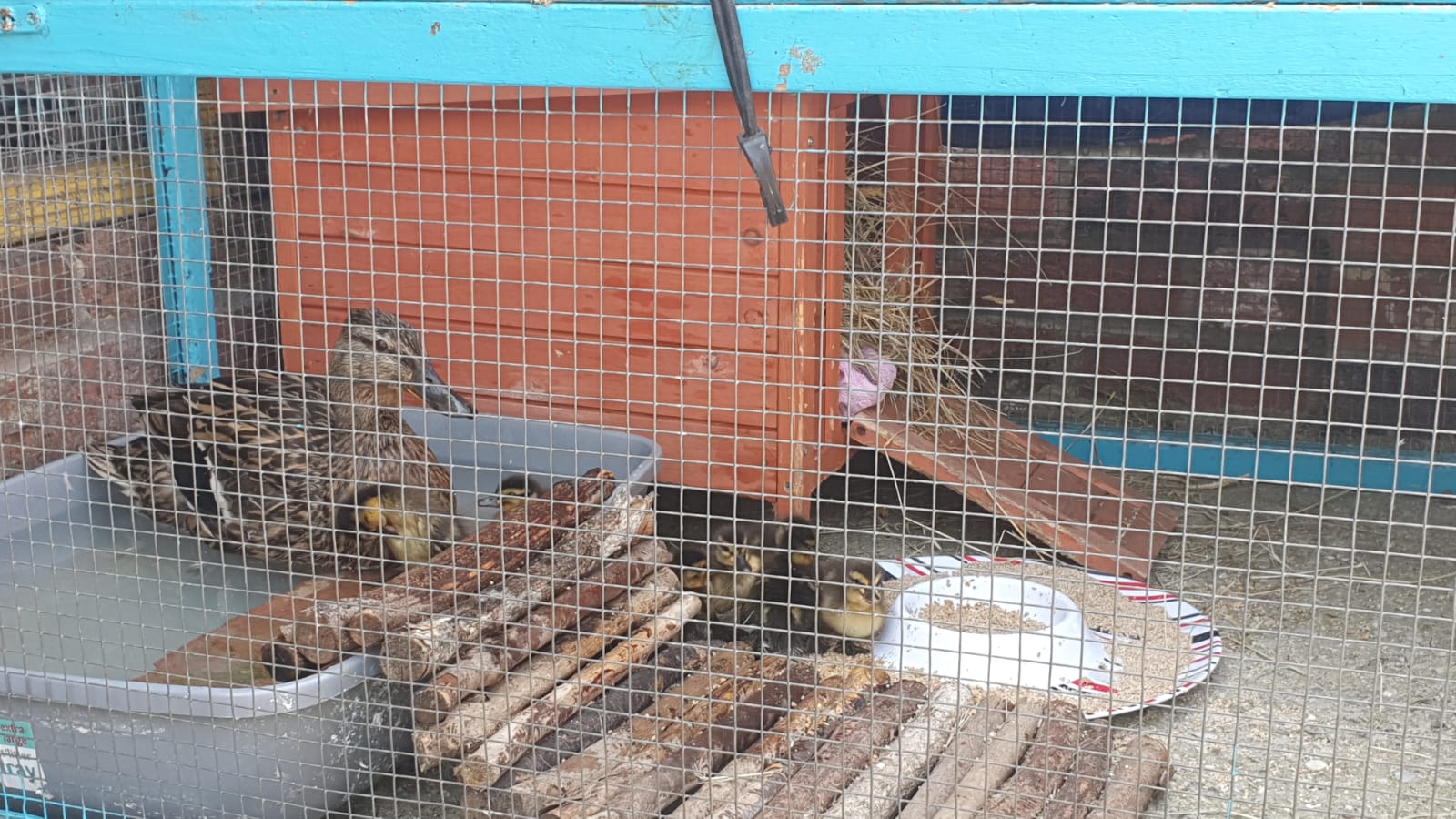 Animal Sanctuary goes quackers - Pet Samaritans