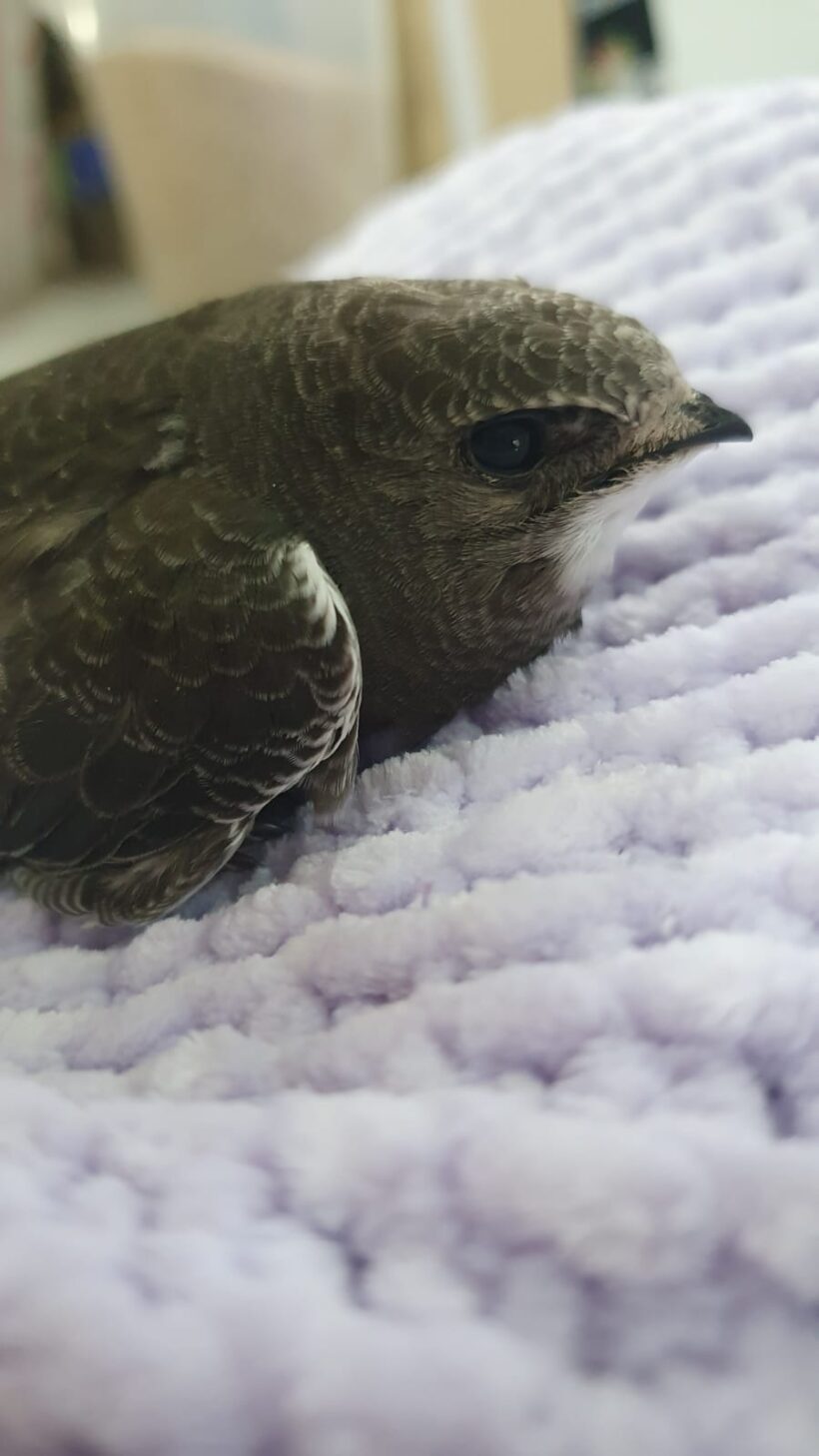 Red listed swifts arrive at the Sanctuary - Pet Samaritans