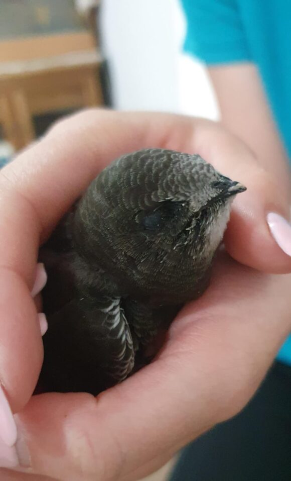 Red listed swifts arrive at the Sanctuary - Pet Samaritans