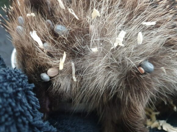 It's a beautiful day at the sanctuary - Pet Samaritans