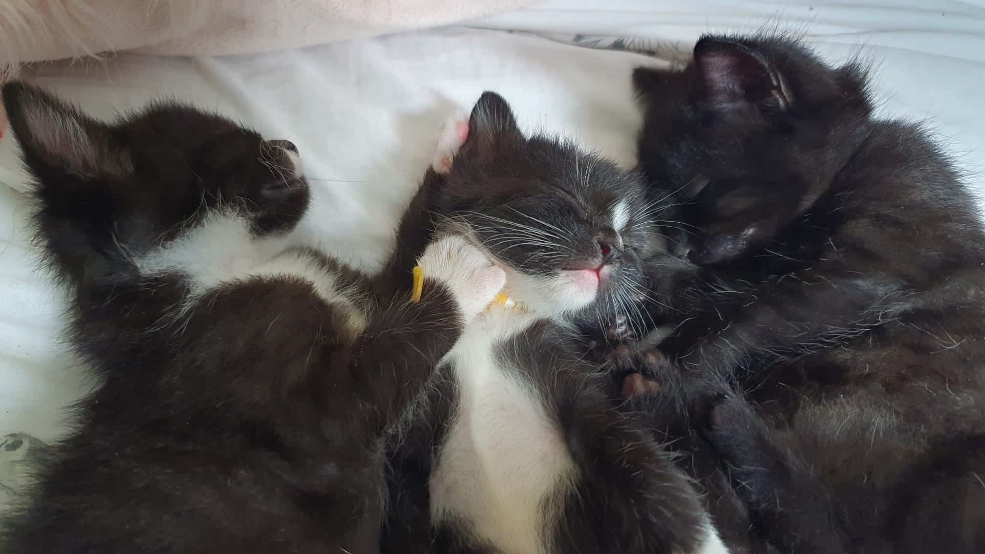 Kittens - Pet Samaritans