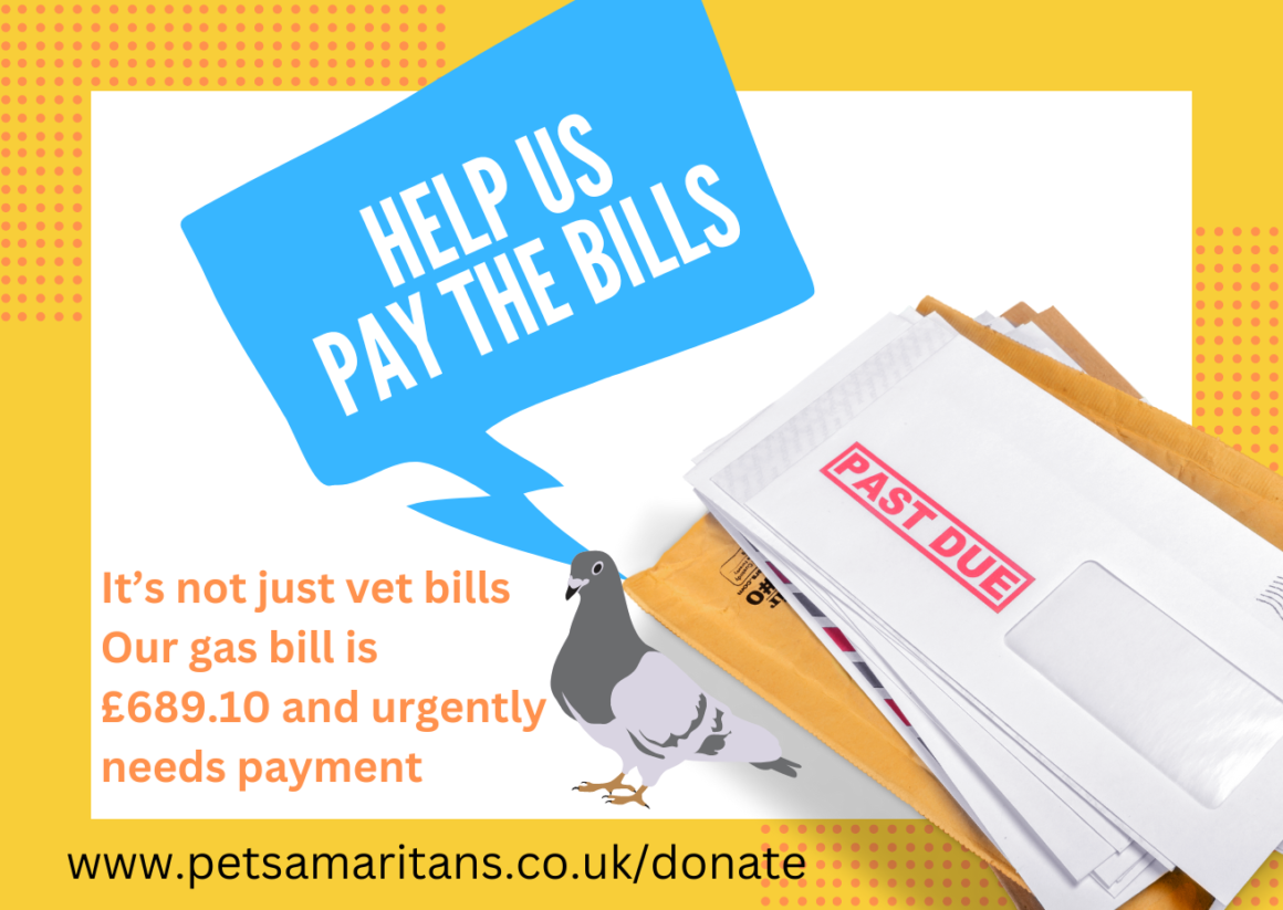 Animal Sanctuary Wildlife Rescue With The Pet Samaritans