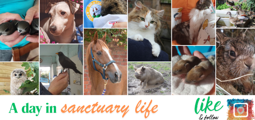 Animal Sanctuary & Wildlife Rescue with the Pet Samaritans