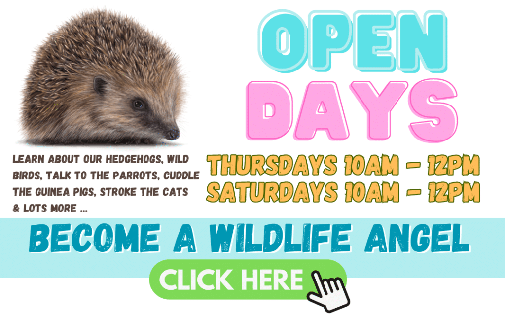 Animal Sanctuary & Wildlife Rescue with the Pet Samaritans