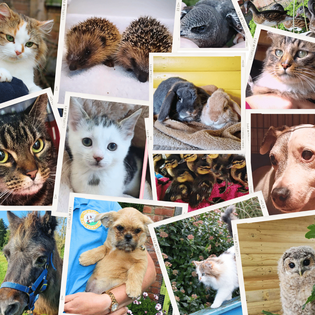 Make a Donation - Pet Samaritans