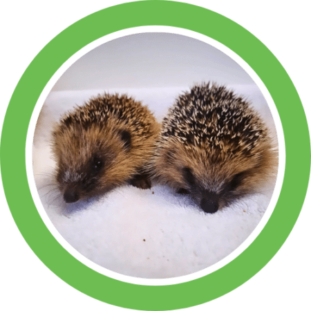 Animal Sanctuary & Wildlife Rescue with the Pet Samaritans