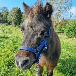 Animal Sanctuary & Wildlife Rescue with the Pet Samaritans