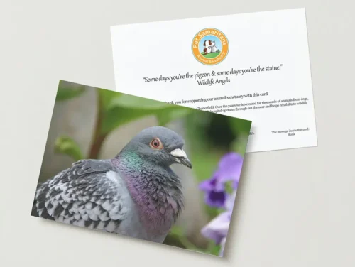 Pigeon Greeting Card - Pet Samaritans Animal Sanctuary