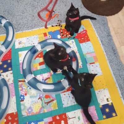 Pet Adoptions - Pet Samaritans