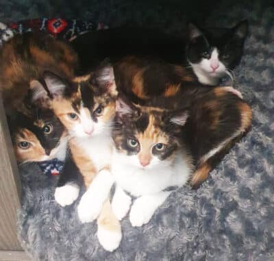 Pet Adoptions - Pet Samaritans