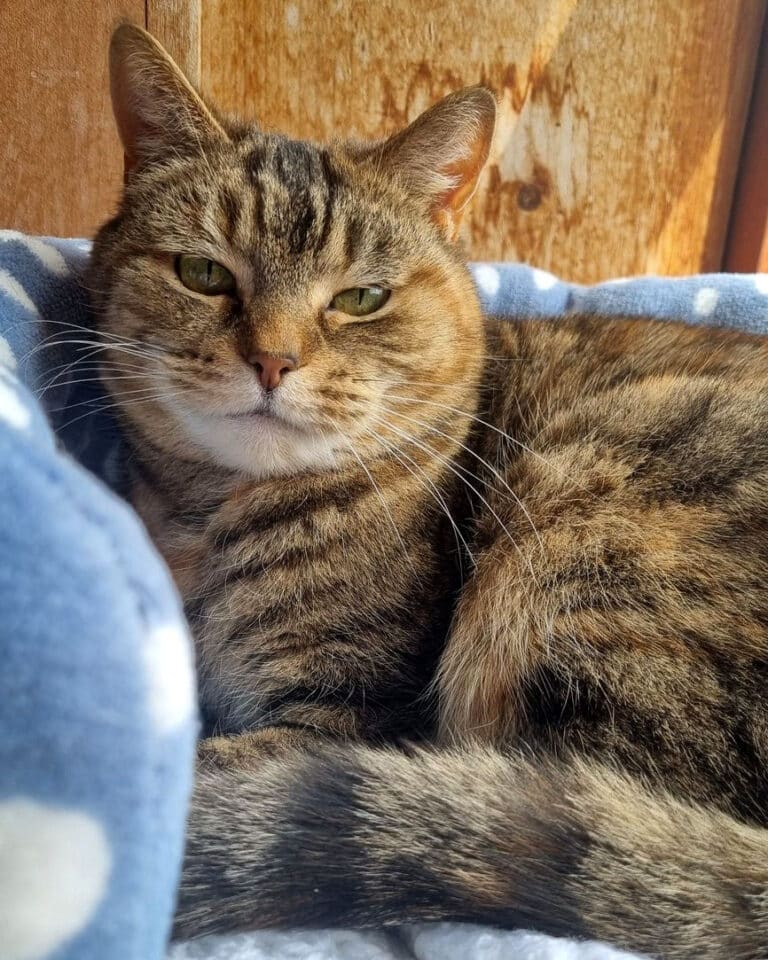 Animal Sanctuary & Wildlife Rescue with the Pet Samaritans